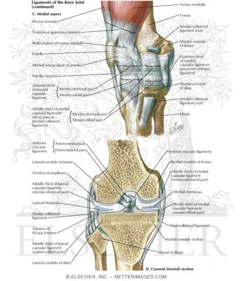 Ligaments of Knee Joint
