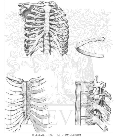 spine anatomy coloring pages