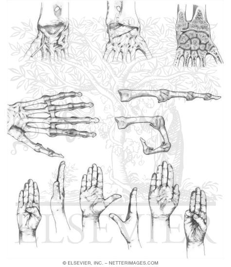 wrist coloring pages