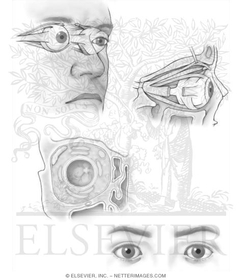 anatomy of the eye coloring page
