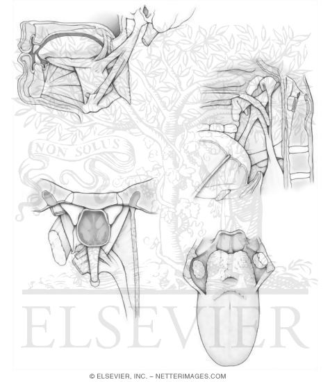 tongue coloring sheet