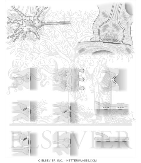 neuroglial cells coloring pages