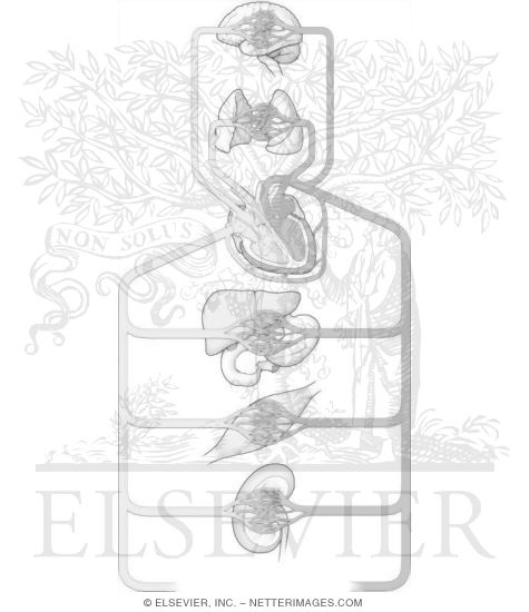 cardiovascular coloring sheet