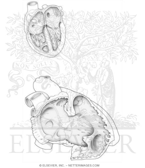 cardiovascular coloring sheet