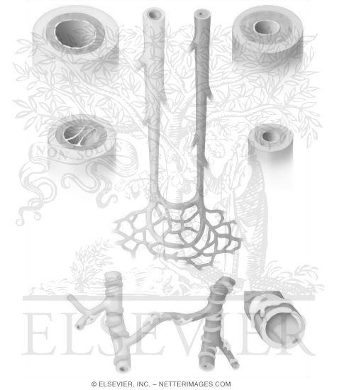 coloring page arteries