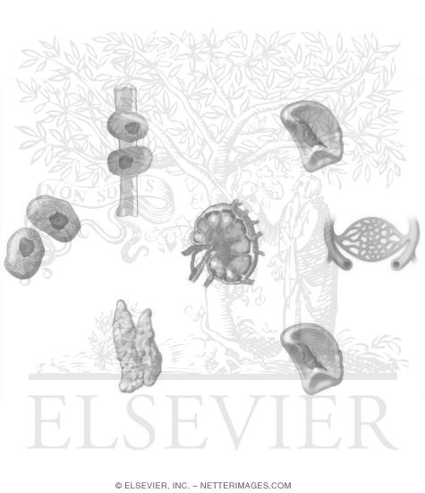 Thymus and Bone Marrow