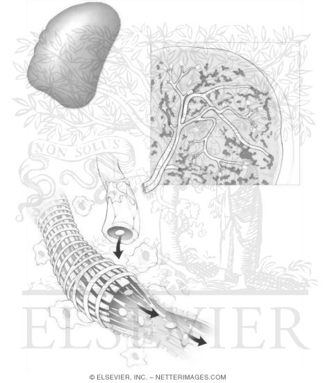 spleen coloring page