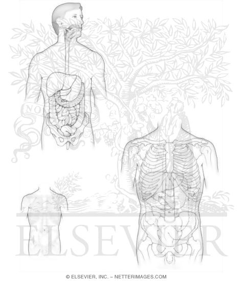 dental anatomy coloring book elsevier