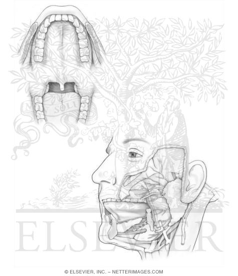 dental anatomy coloring book elsevier