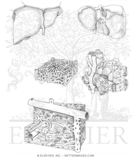 Intestines Coloring Page Science Coloring Pages And Worksheets For