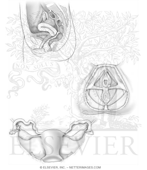 female anatomy coloring book