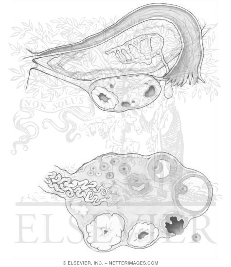 female anatomy coloring book