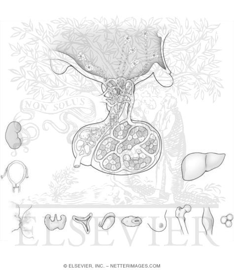 endocrine system coloring page printable