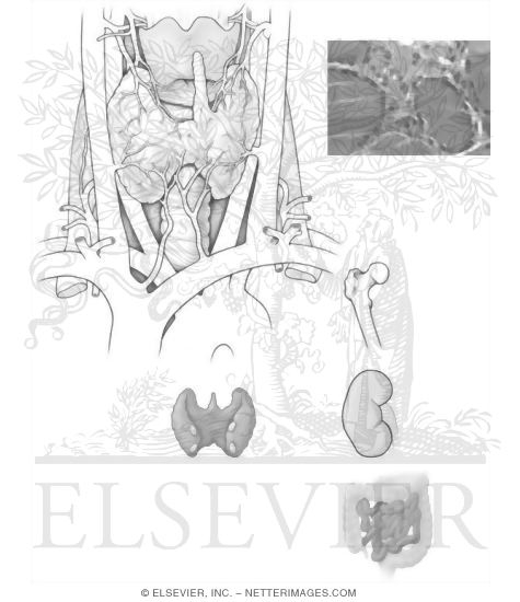 anatomy coloring book digestive system