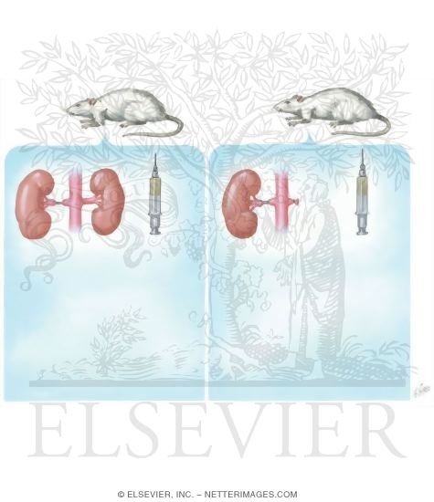 2-Kidney Rat Versus 1-Kidney Rat