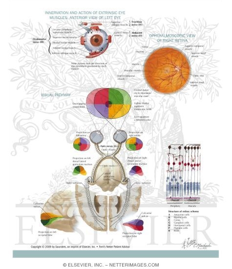 Anatomy of the Eye