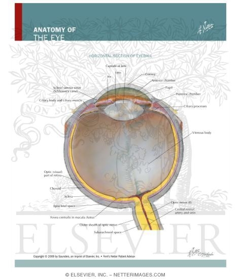 Anatomy of the Eye