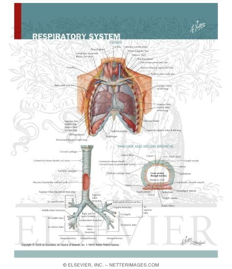 Respiratory System