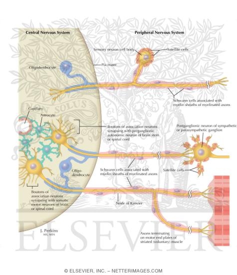Myelination Of Cns And Pns Axons