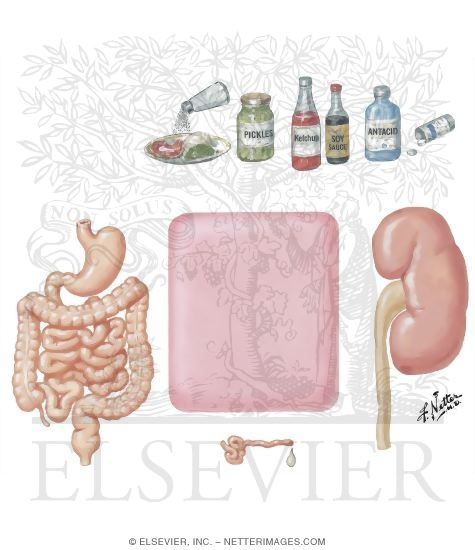 Sodium Homeostasis; Output Equals Input