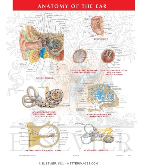 Anatomy of the Ear