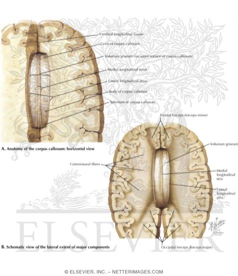 corpus callosum function anatomy
