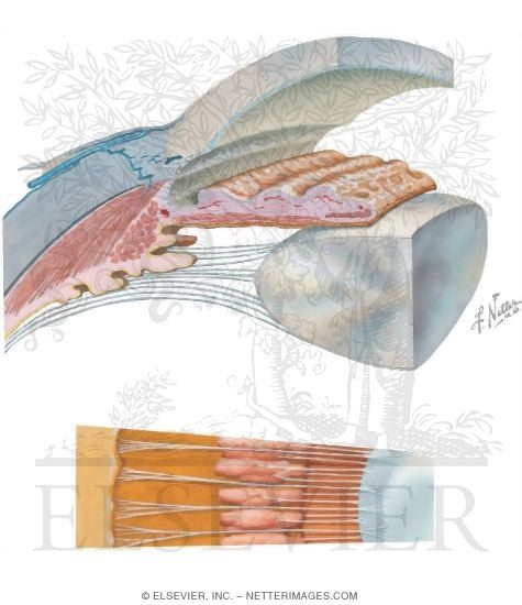 Anterior and Posterior Chambers of the Eye