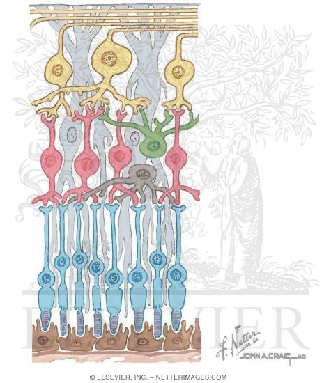 Layers Of The Retina