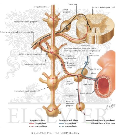 abdominal reflex nerve root