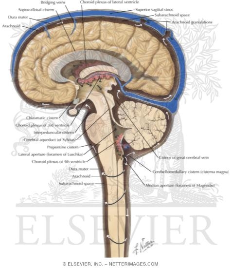 Circulation of Cerebrospinal Fluid
