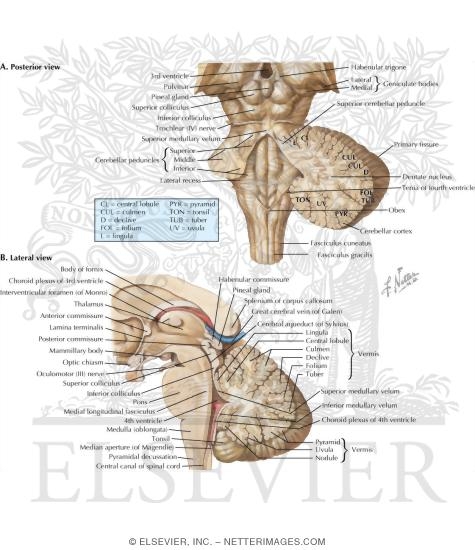 Fourth Ventricle and Cerebellum