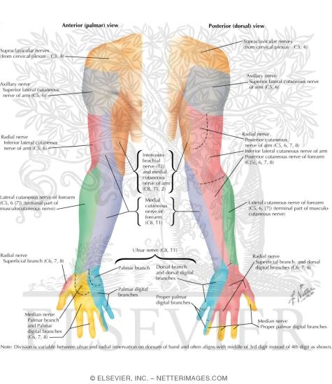 Cutaneous Innervation of the Upper Limb