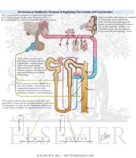 Mechanism of Antidiuretic Hormone in Regulating Urine Volume and ...