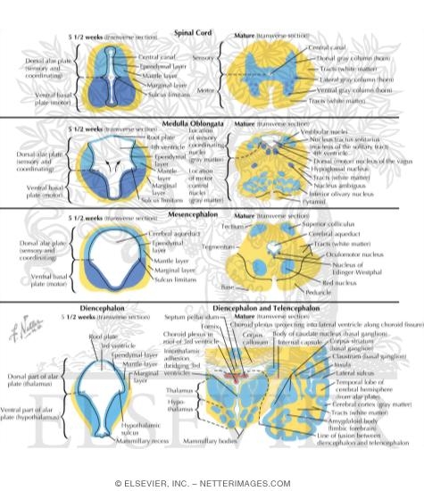 The Alar and Basal Plates