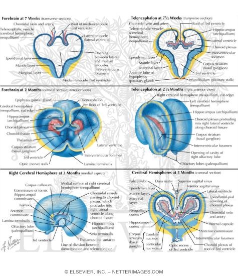 Choroid Plexus Formation