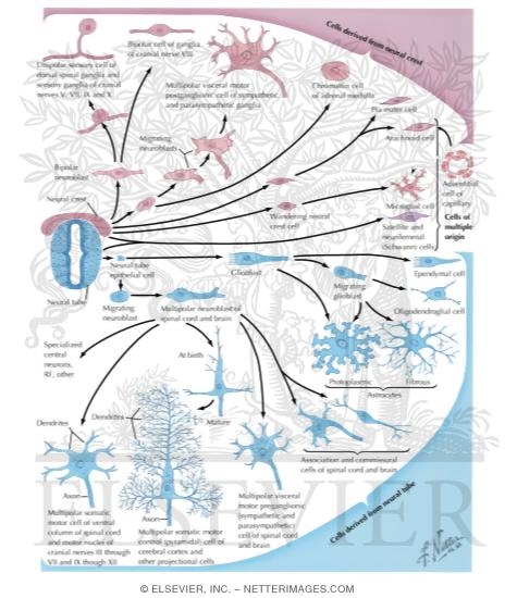Somatic and Autonomic Neuron Formation