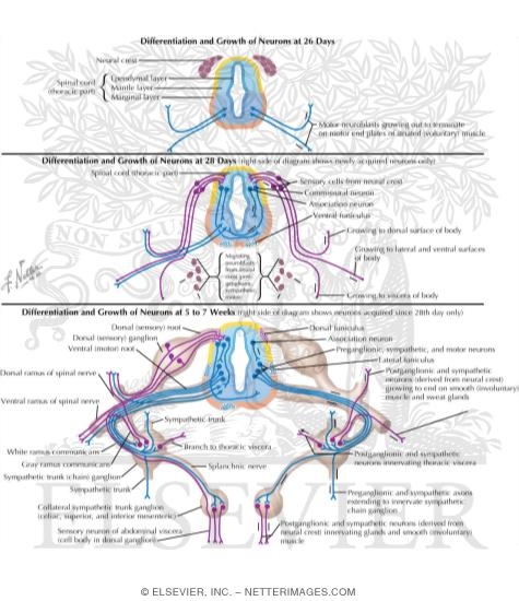 Differentiation and Growth of Neurons