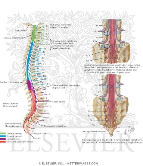 Relation of Spinal Nerve Roots to Vertebrae The Spine