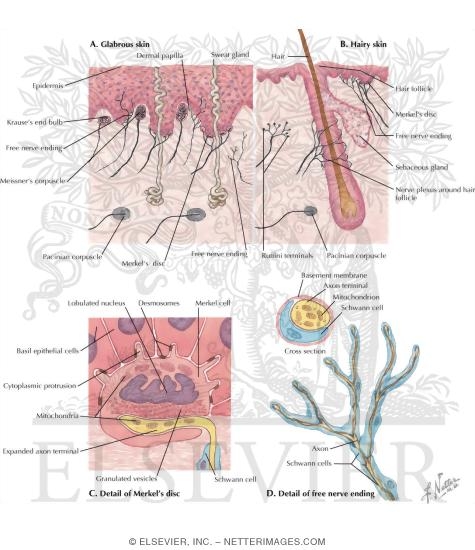 krause end bulbs function