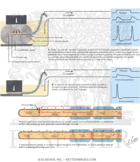 Pacinian Corpuscle as Pressure Transducer