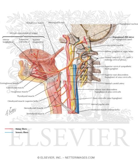 Hypoglossal (XII) Nerve Hypoglossal Nerve (XII) Hypoglossal Nerve (XII ...