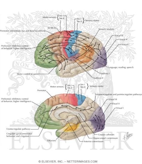Cerebral Cortex: Localization of Function and Association Pathways