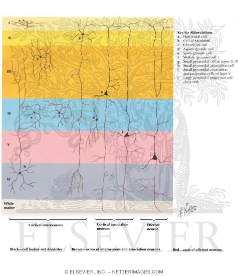 Types of Neurons in Cerebral Cortex