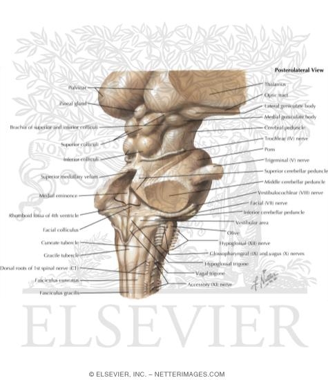 Brainstem: Posterolateral View