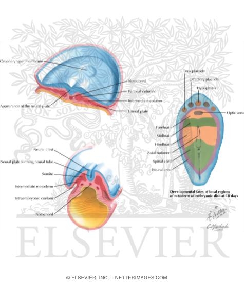 Formation of the Neural Plate
