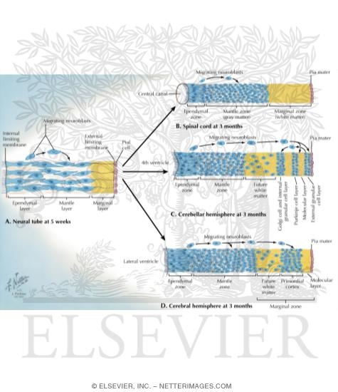 Neural Proliferation and Differentation: Walls of the Neural Tube
