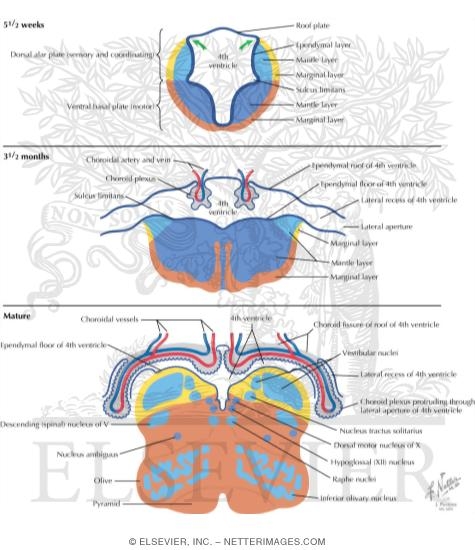 fourth ventricle