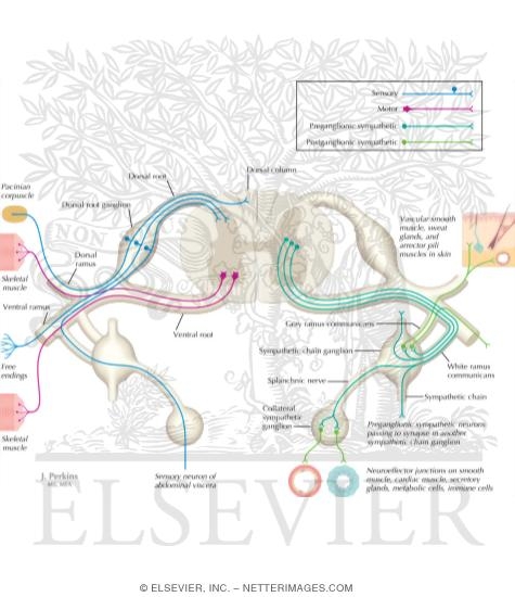 peripheral motor nerve