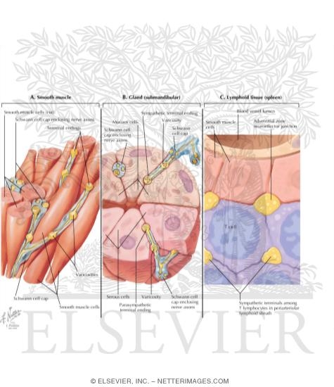 Neuroeffector Junctions