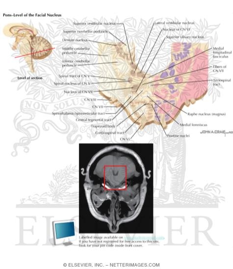 Pons Cross Sections Pons